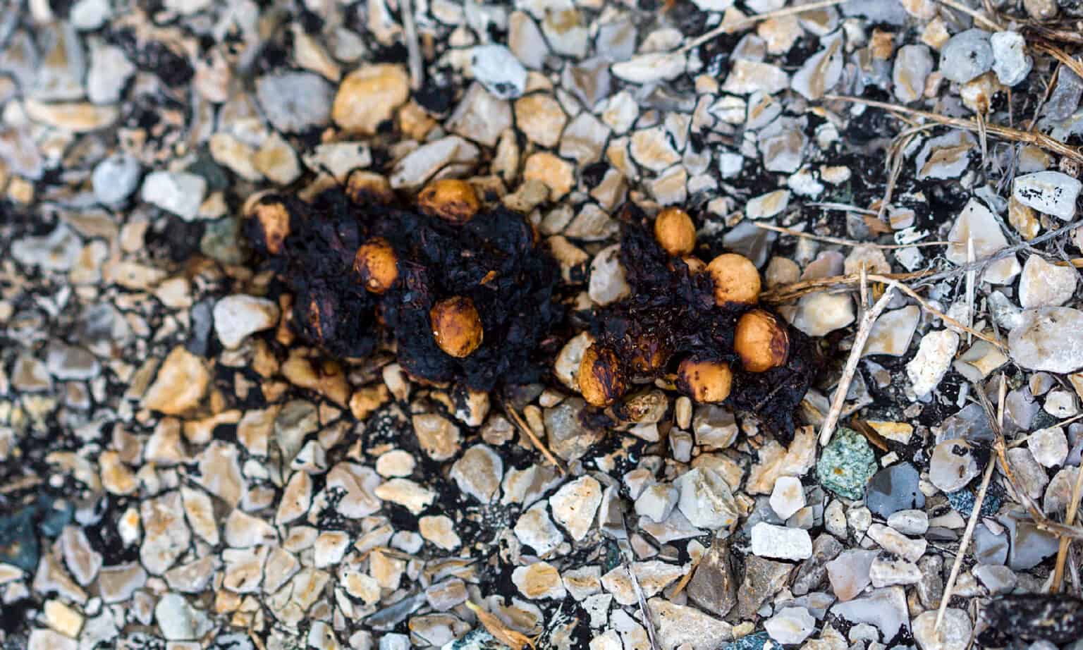 Mink Poop: Everything You've Ever Wanted to Know - A-Z Animals