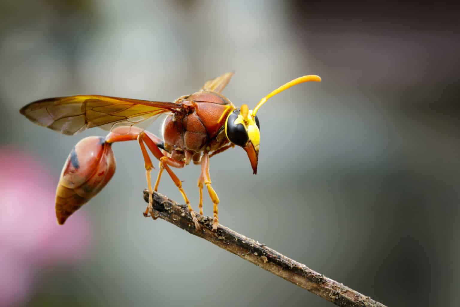 Where Do Wasps Go in the Winter? - A-Z Animals