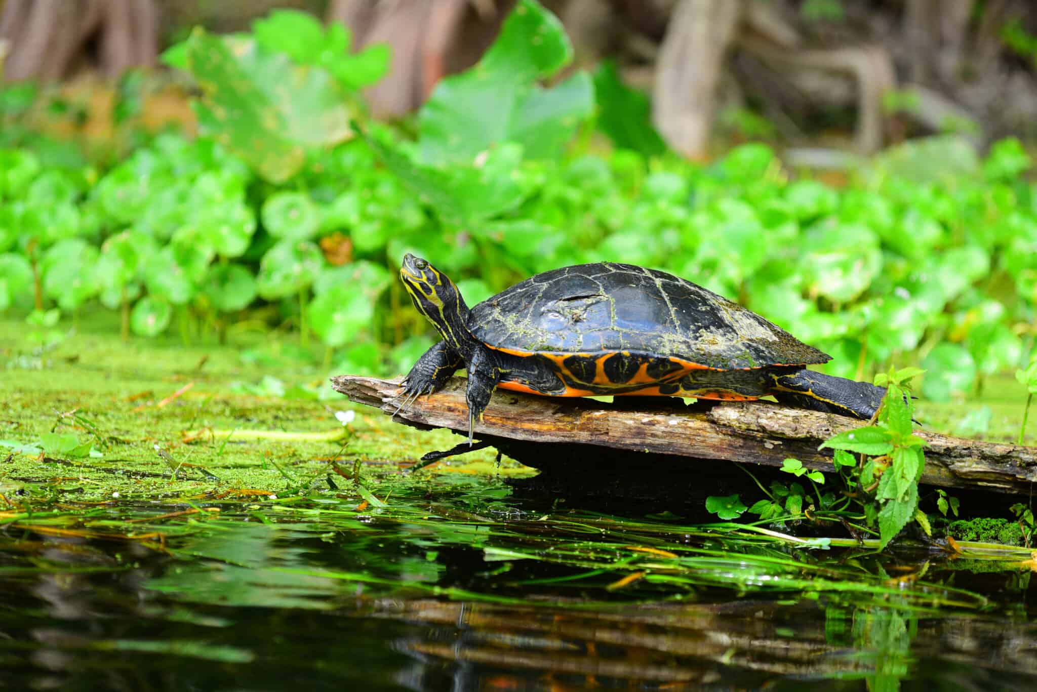 Your Complete Animal Guide to Everglades National Park - A-Z Animals