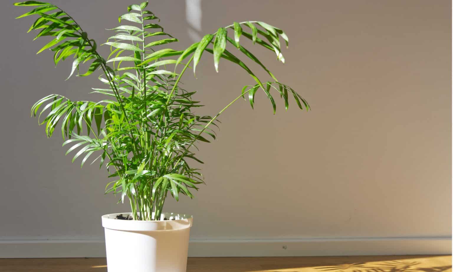 Potted Palm Tree Care: Everything You Need to Know - A-Z Animals