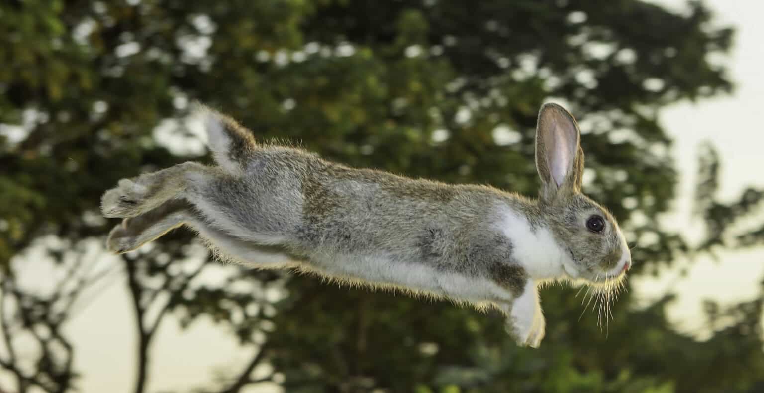 Prehistoric Rabbits Were Bigger Than Spaniels! - A-Z Animals Slideshows
