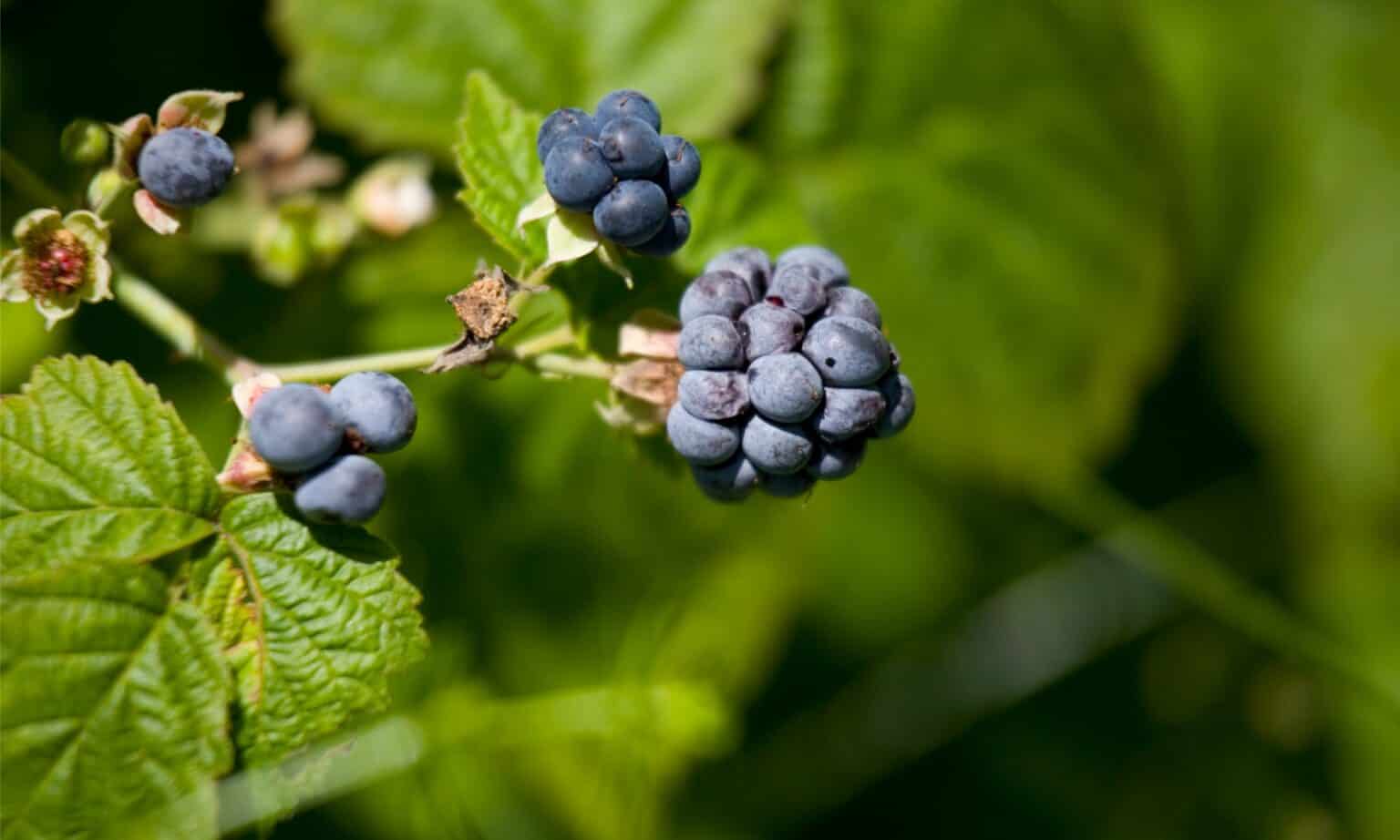 Dewberry vs Blackberry: Is There a Difference? - A-Z Animals