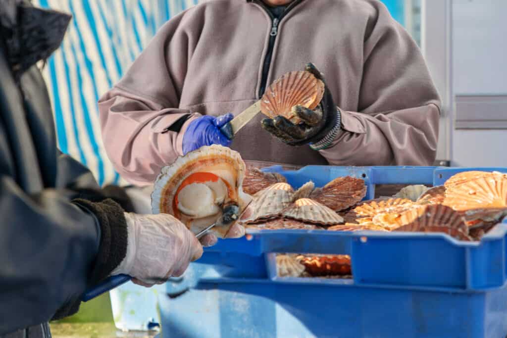 Scallops Animal Facts - Pectinidae - A-Z Animals
