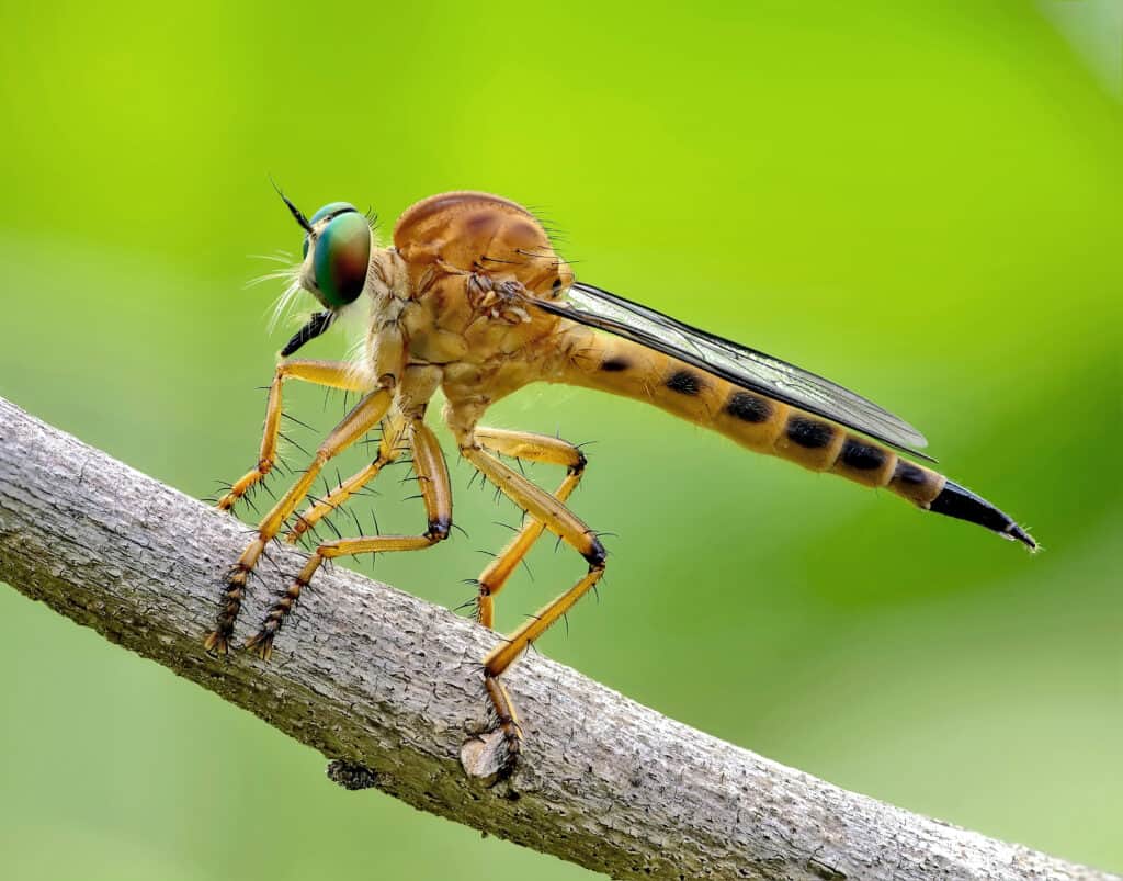 Robber Flies Animal Pictures | A-Z Animals