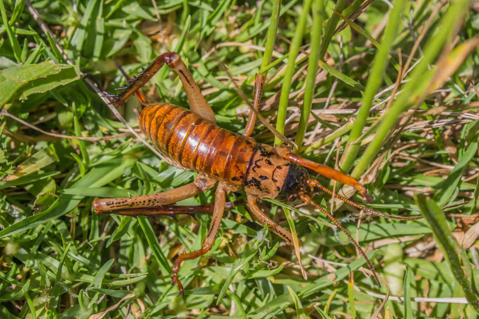 Giant Weta Insect Facts - Deinacrida - A-Z Animals