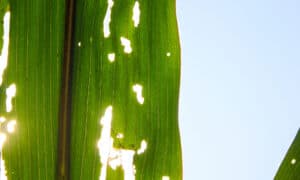 Caterpillar Poop: Everything You've Ever Wanted to Know - A-Z Animals
