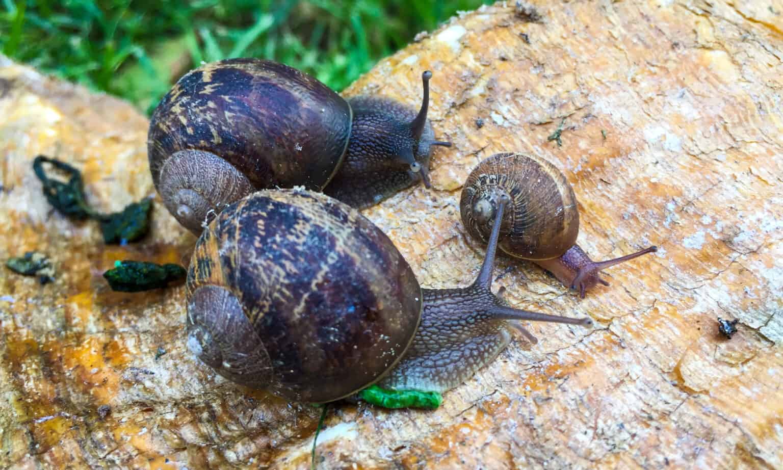 Snail Poop: Everything You've Ever Wanted to Know - A-Z Animals
