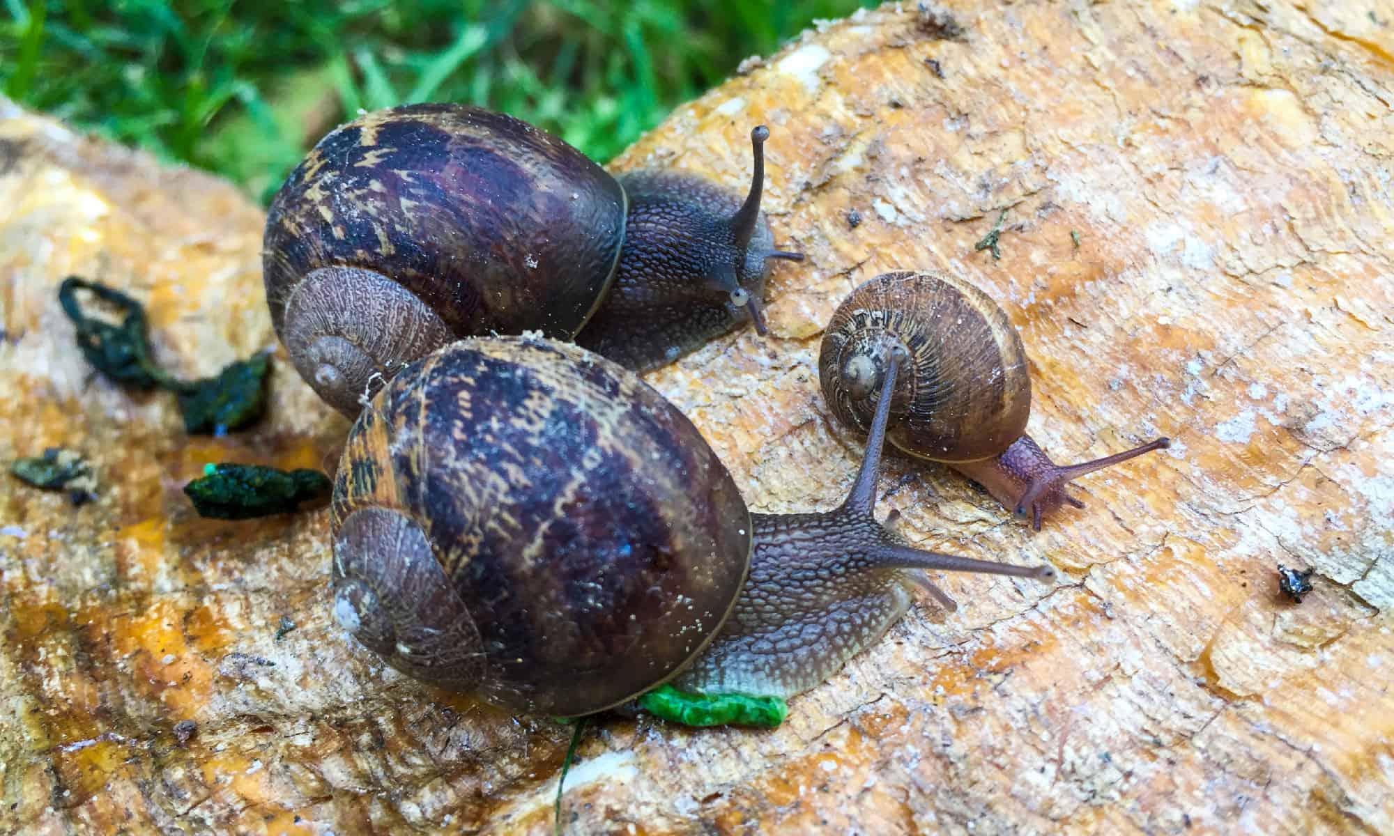 Snail Poop: Everything You've Ever Wanted to Know - A-Z Animals
