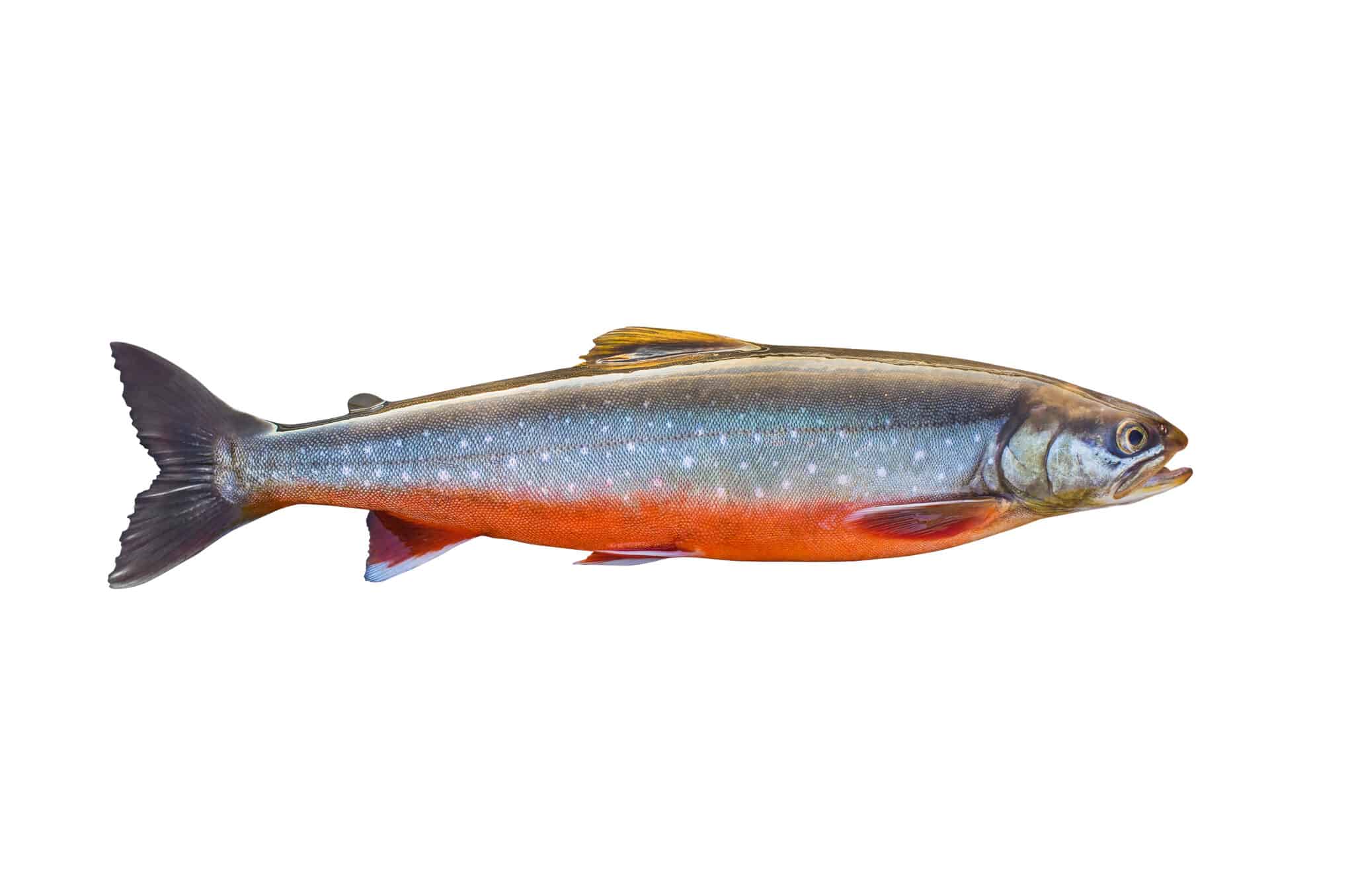 Arctic Char Animal Facts - Salvelinus alpinus - A-Z Animals