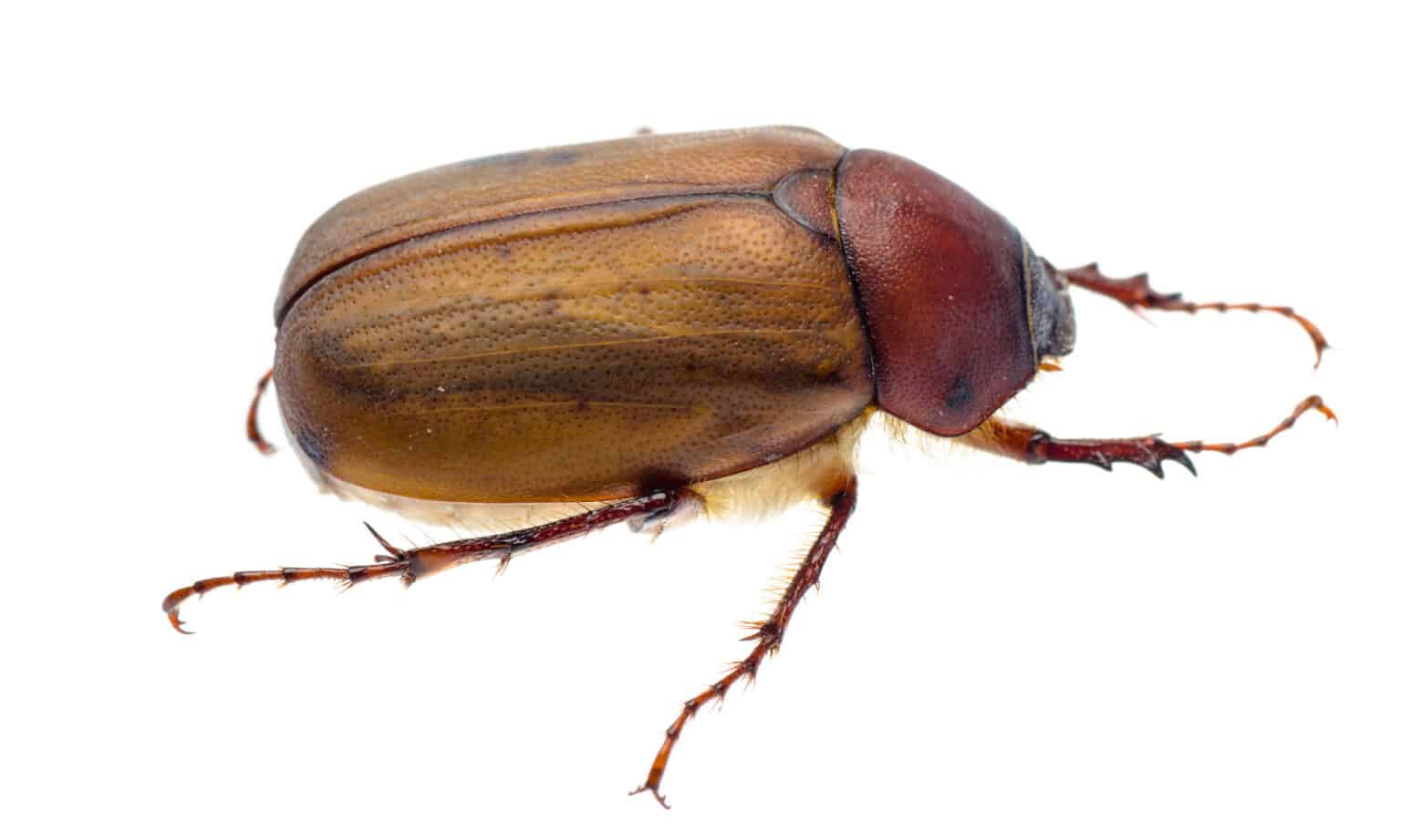 15 Types of Beetles in Texas - A-Z Animals