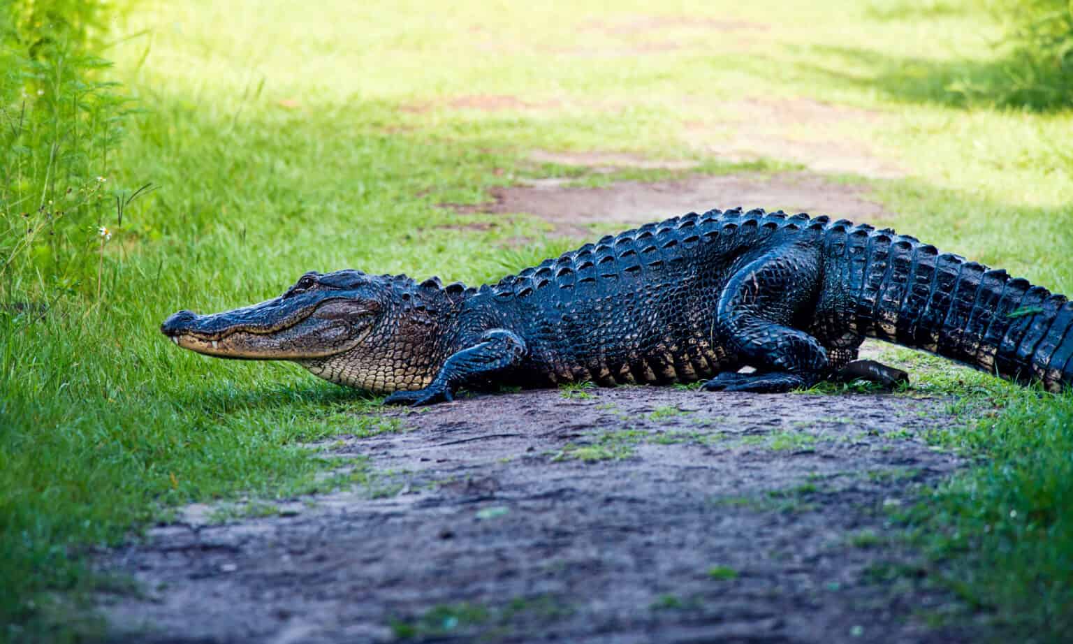 Alligator Capital of America: Which State Leads in 2025? - A-Z Animals