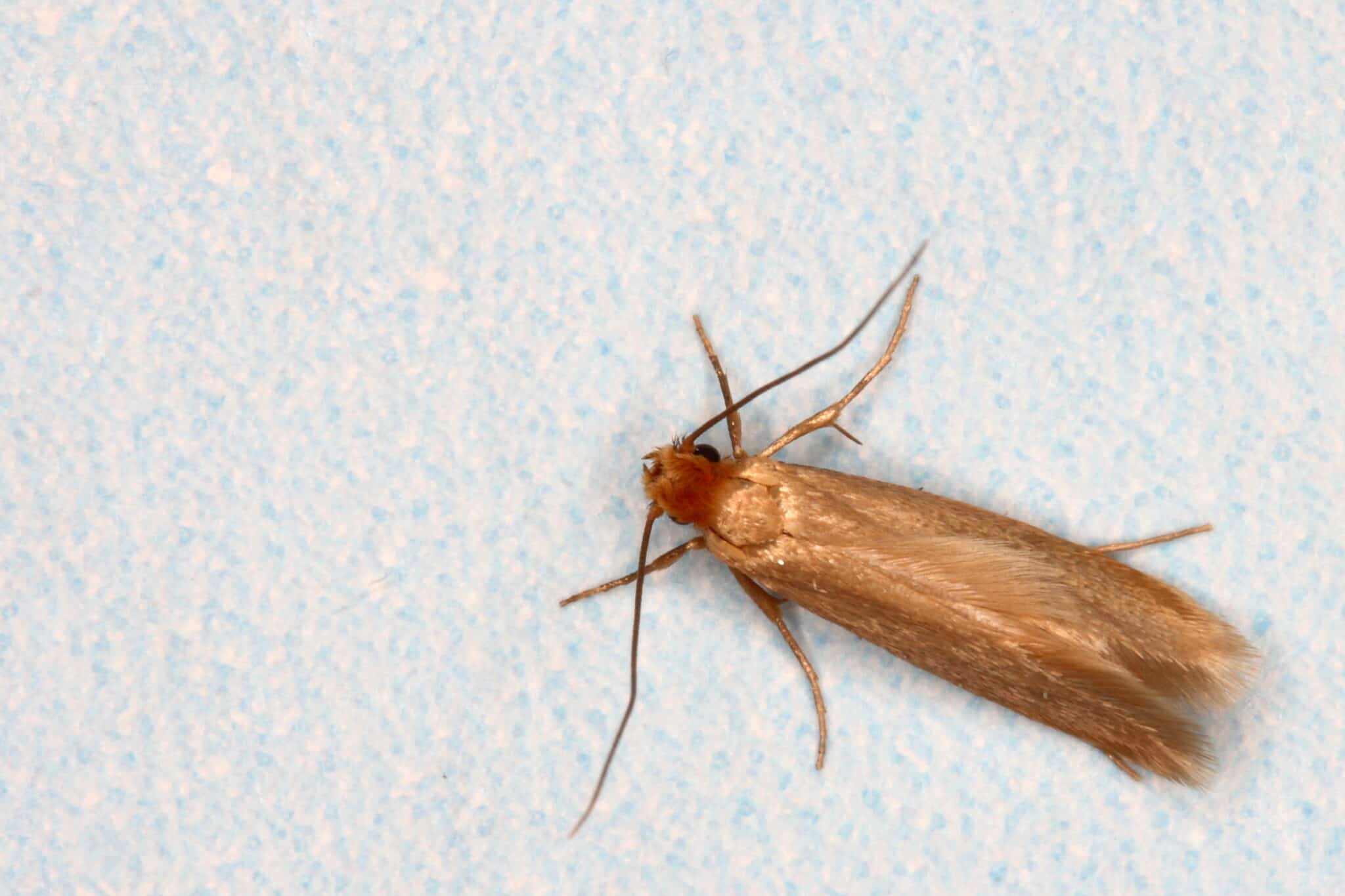 Clothes Moth Animal Facts - Tineidae - A-Z Animals