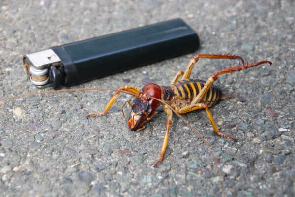 Giant Weta Animal Facts - Deinacrida - A-Z Animals