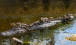 Discover the Reason Alligators Have a Deep and Hollowing Bellow - A-Z ...