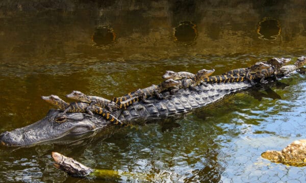 Florida's Alligator-Infested Lakes: Why Alligators Thrive in Lake ...