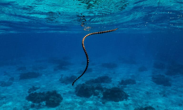Sea Snake Animal Facts - Hydrophiinae - A-Z Animals