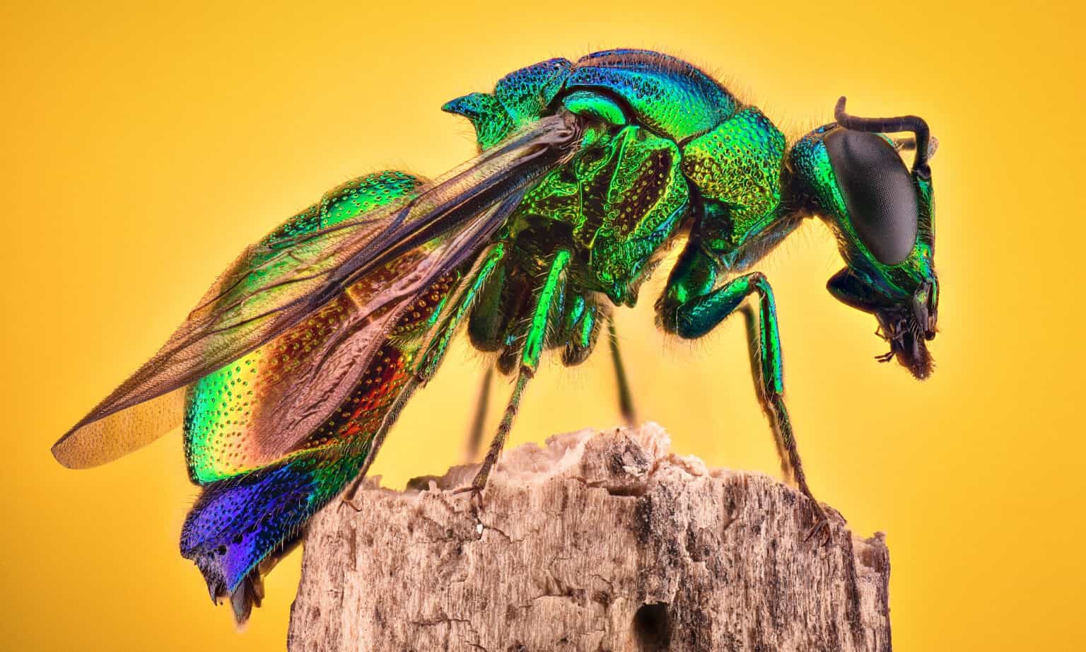 10 Notable Facts About Wasps - A-Z Animals