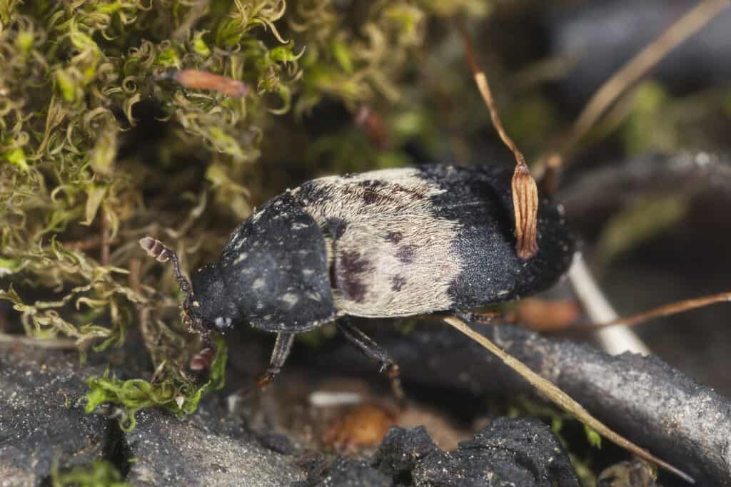 Larder Beetle Animal Pictures | A-Z Animals