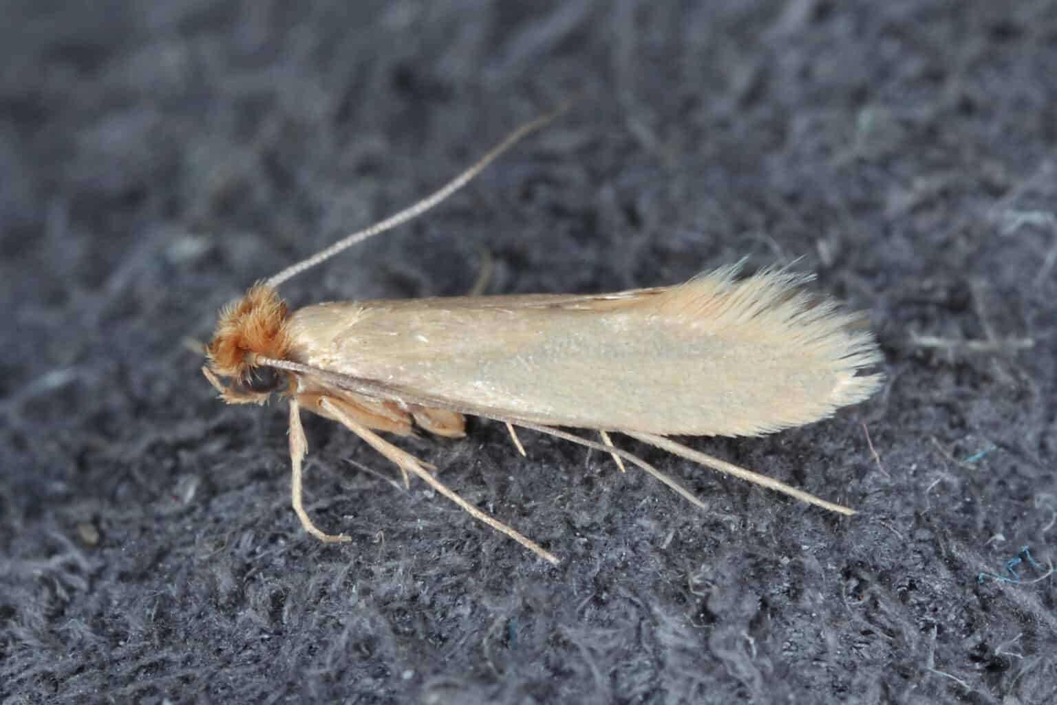 Clothes Moth Insect Facts - Tineola bisselliella - A-Z Animals