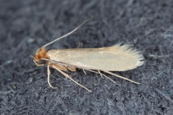 Clothes Moth Insect Facts - Tineola bisselliella - A-Z Animals
