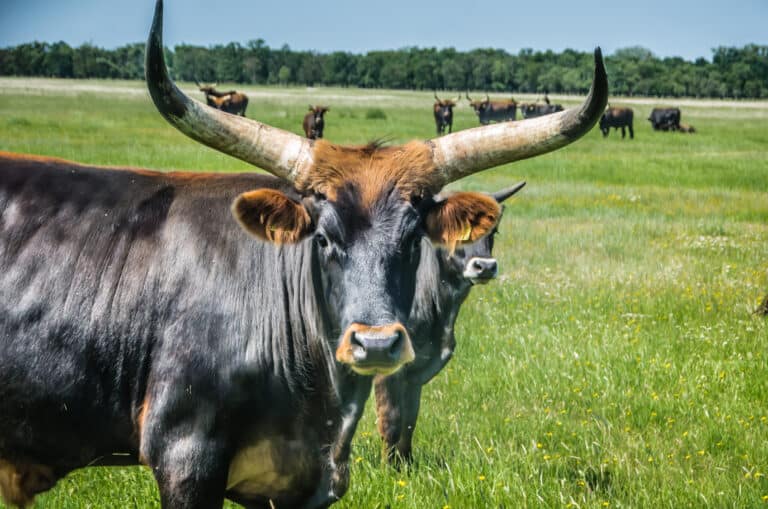Cow Animal Facts - Bos Taurus - A-Z Animals