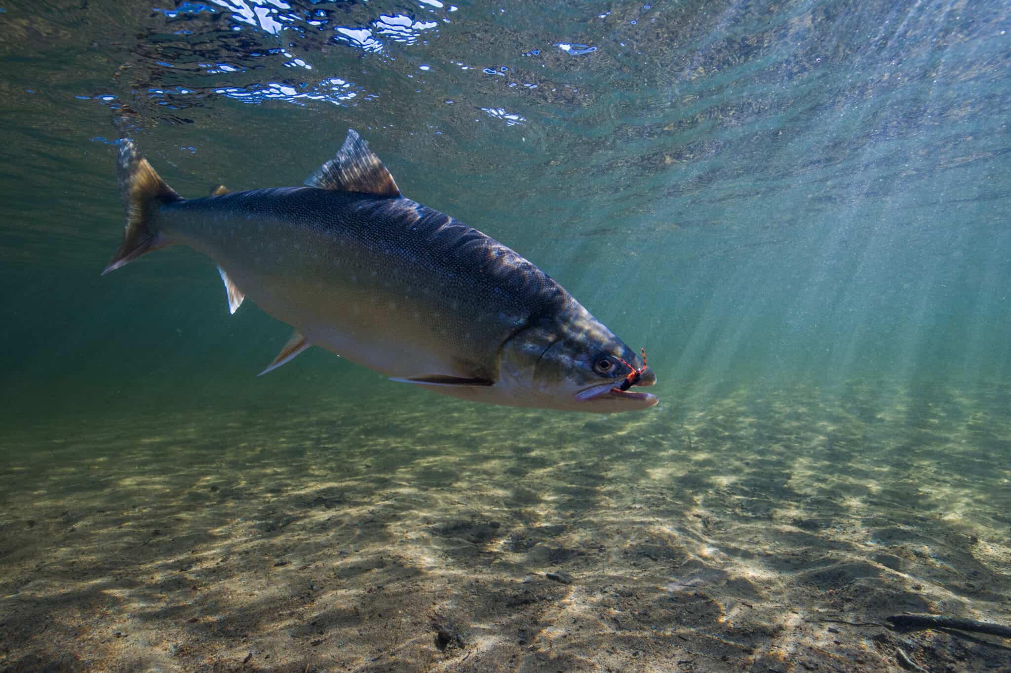 Arctic Char Animal Facts - Salvelinus alpinus - A-Z Animals