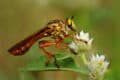 Robber Flies Insect Facts | Asilidae - AZ Animals