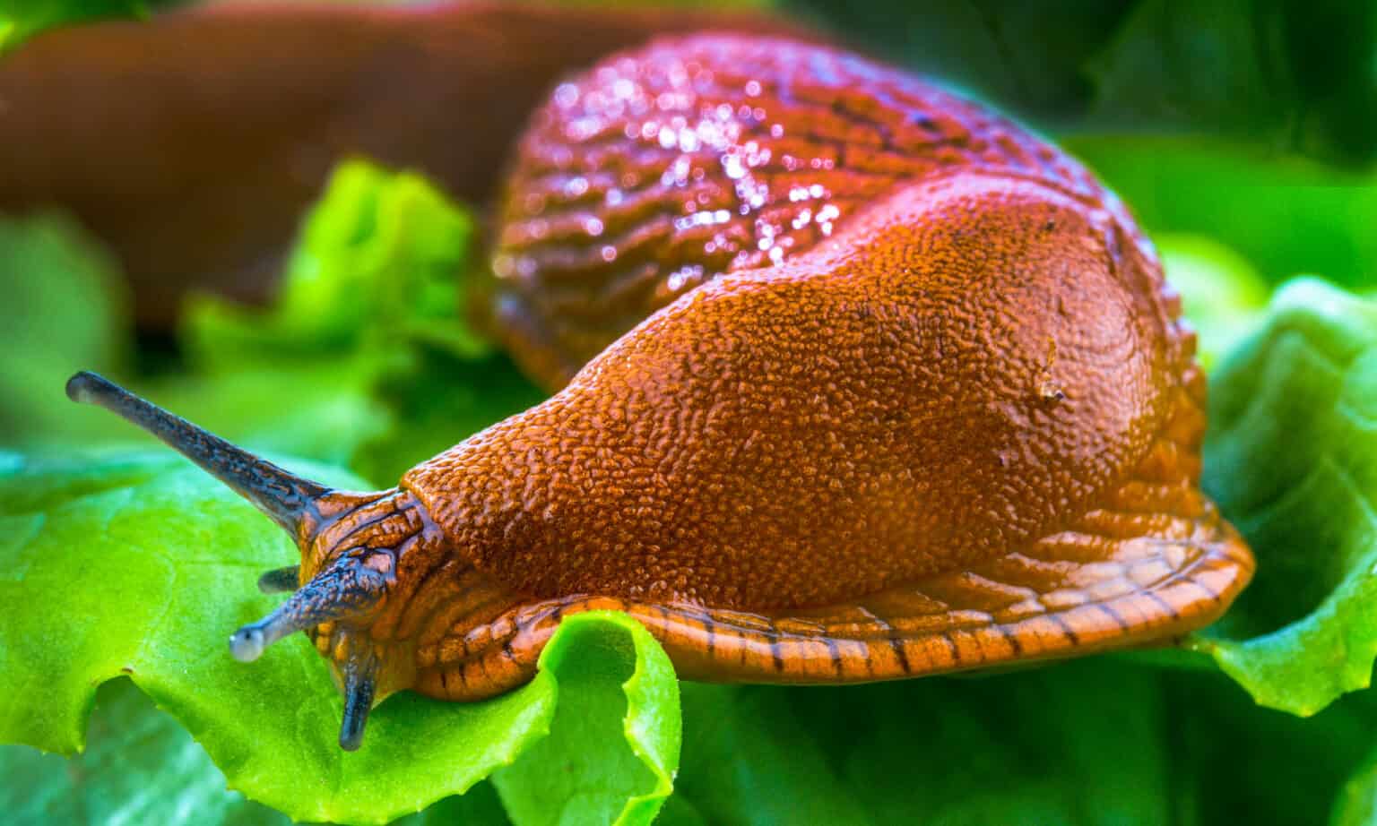 10 Notable Facts About Slugs - A-Z Animals