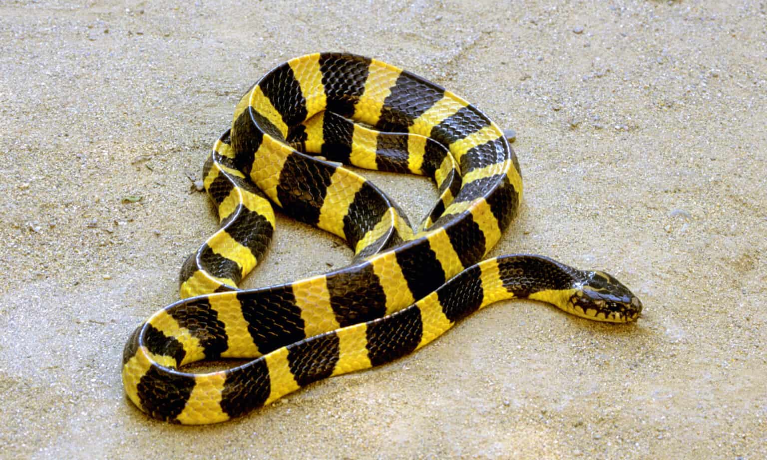Banded Krait Animal Facts - Bungarus fasciatus - A-Z Animals
