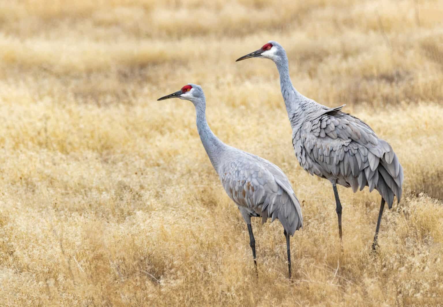 Discover The Top 13 Largest Flying Birds In The United States By ...