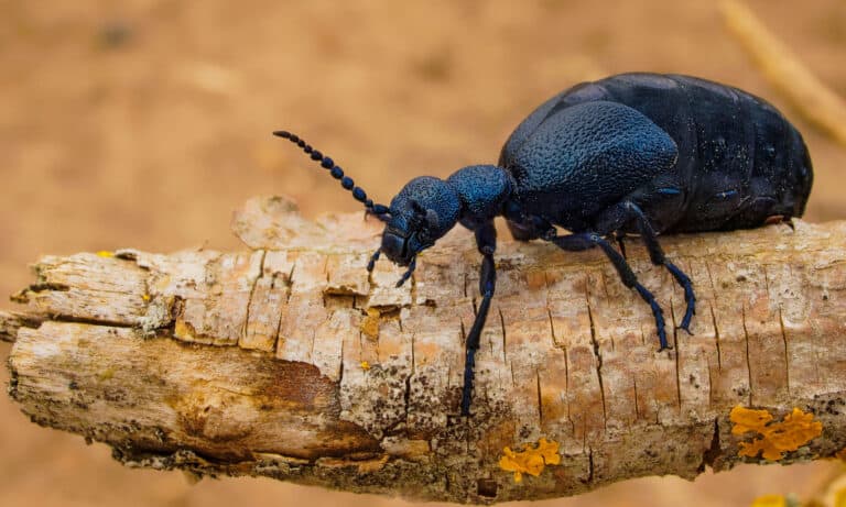 15 Types of Beetles in Texas - A-Z Animals