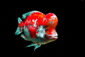 16 Amazing Fish with Big Foreheads (Must-See Photos!) - A-Z Animals