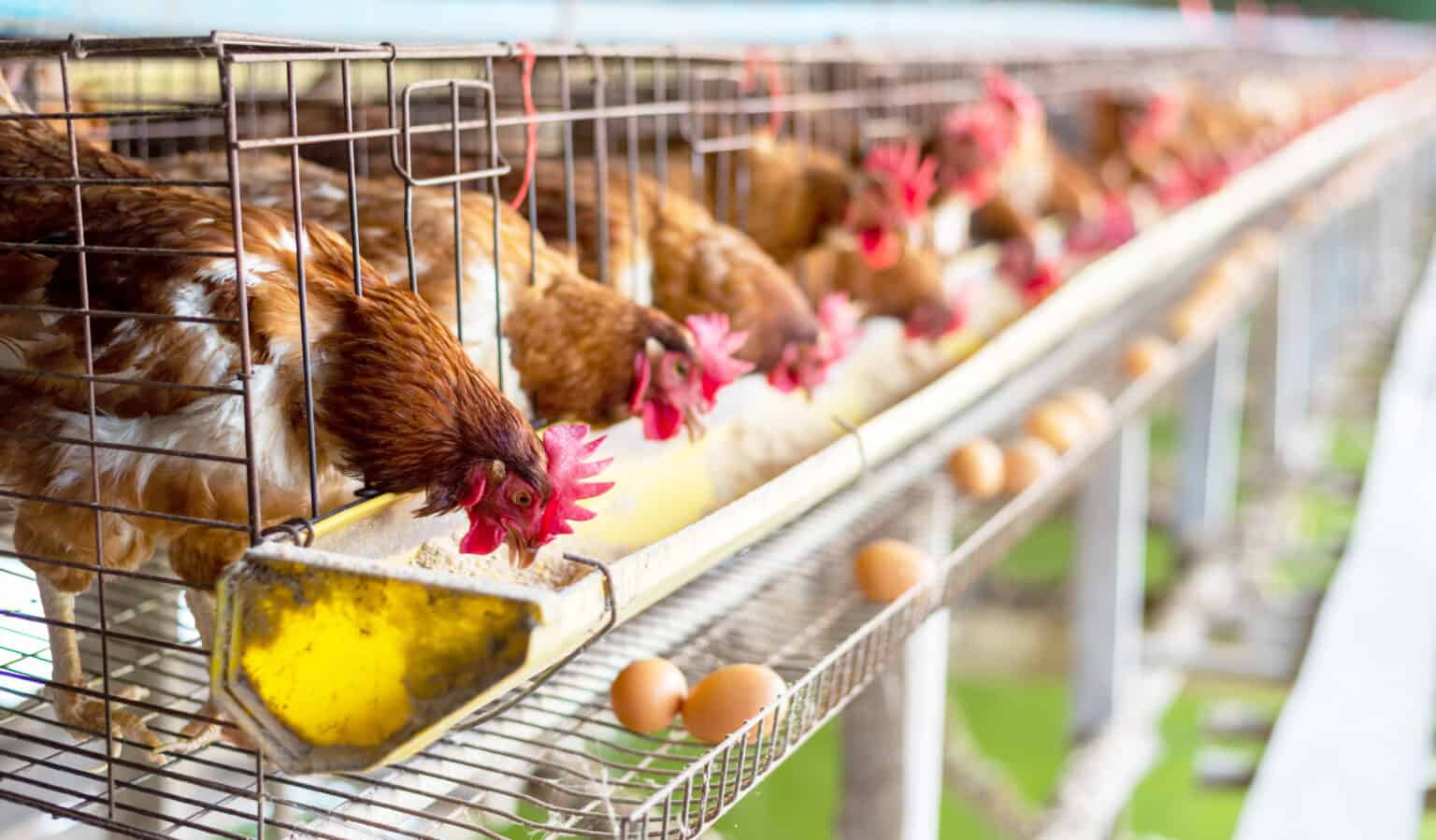 How to Hatch Chicken Eggs for Beginners - A-Z Animals