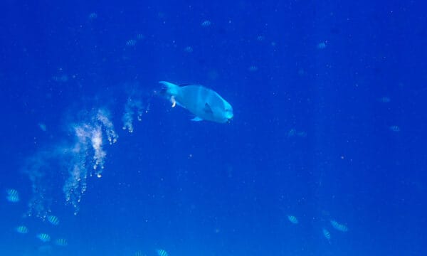 Fish Poop: Everything You've Ever Wanted to Know - A-Z Animals