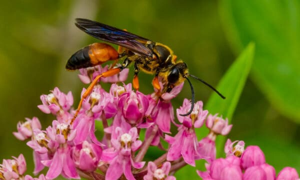 Beware of The Top 7 Largest Wasps Buzzing Around America - A-Z Animals