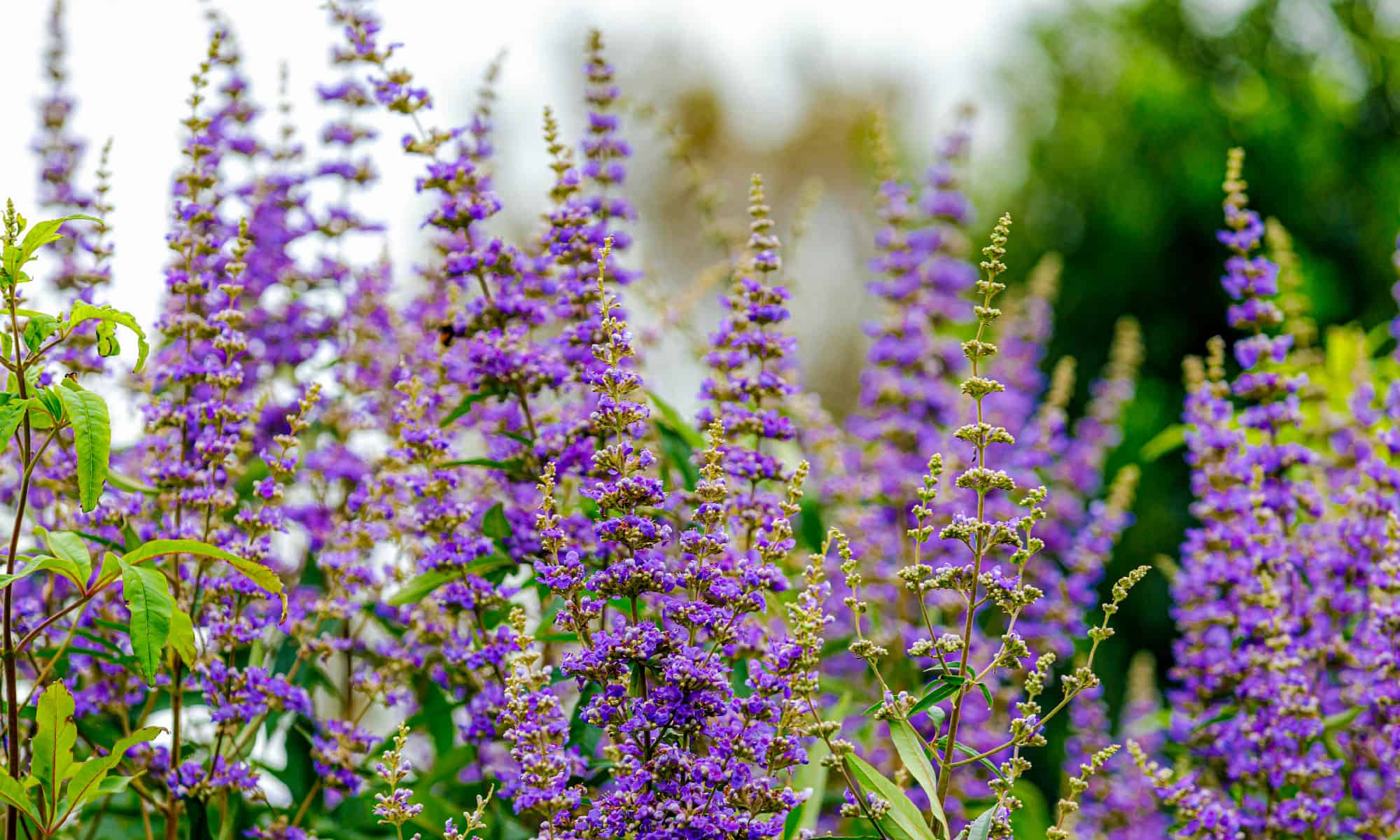 17 Gorgeous Flowering Trees in Texas - A-Z Animals