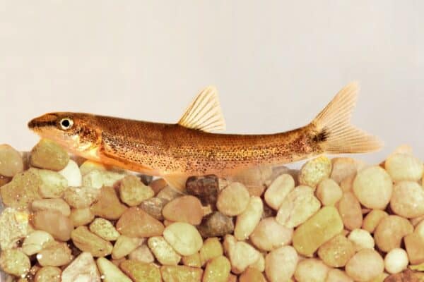 12 Fish that Live in Yellowstone National Park - A-Z Animals