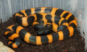 Bismarck Ringed Python - A-Z Animals