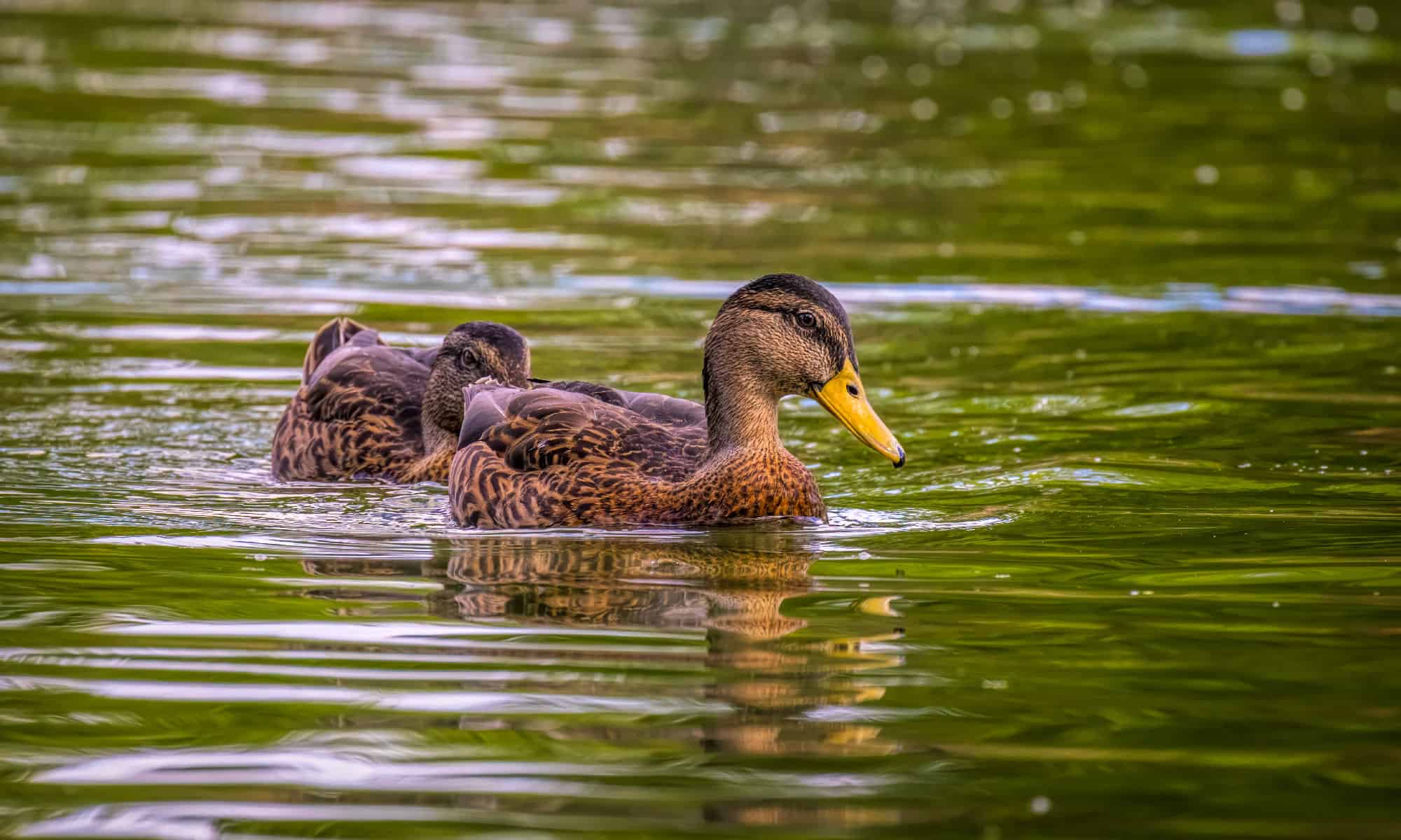 Mexican Duck vs Mallard: What are the Differences? - A-Z Animals