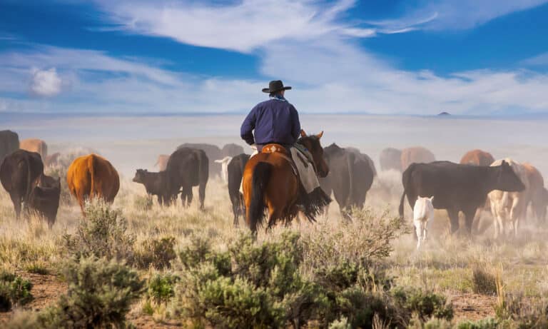 The 240+ Best Western and Cowboy Dog Names - A-Z Animals