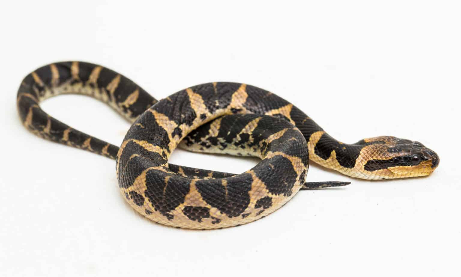 Meet the Scorpio Spirit Animals & What They Mean - A-Z Animals