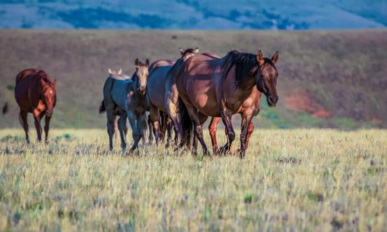American Quarter Horse: Origin, Size, Appearance, and More! - A-Z Animals