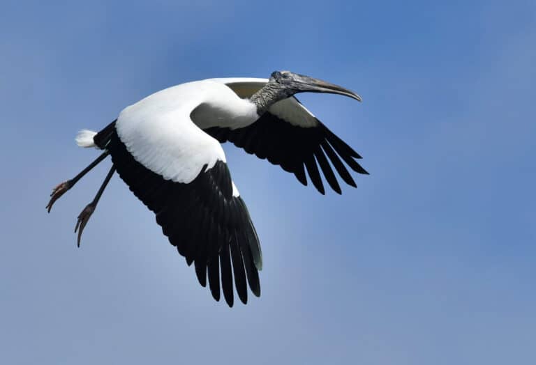 All Types of Wading Birds - A-Z Animals