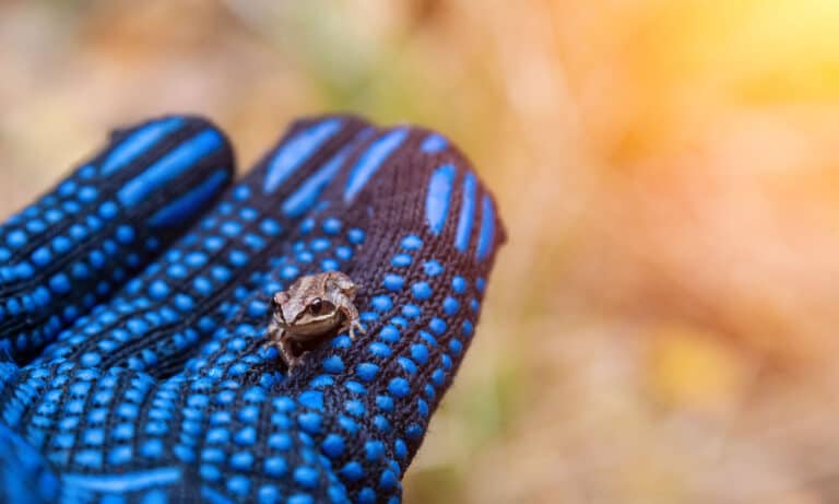 Gray Tree Frog Animal Facts - Hyla versicolor - A-Z Animals