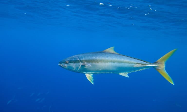 Amberjack Pictures - AZ Animals