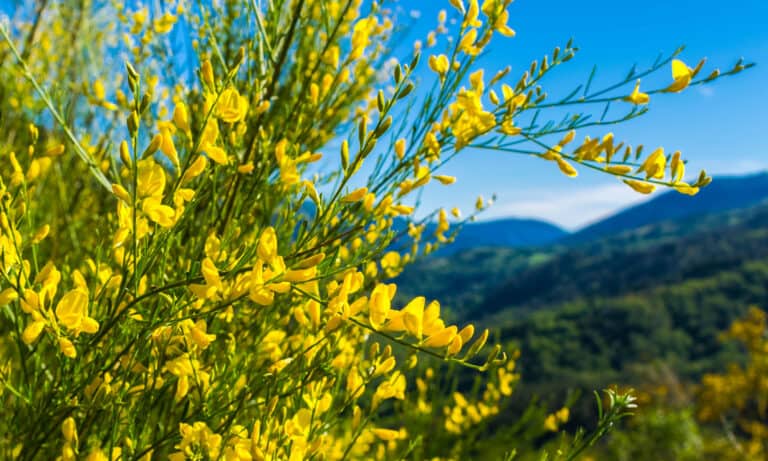 17 Gorgeous Flowering Trees in Texas - A-Z Animals