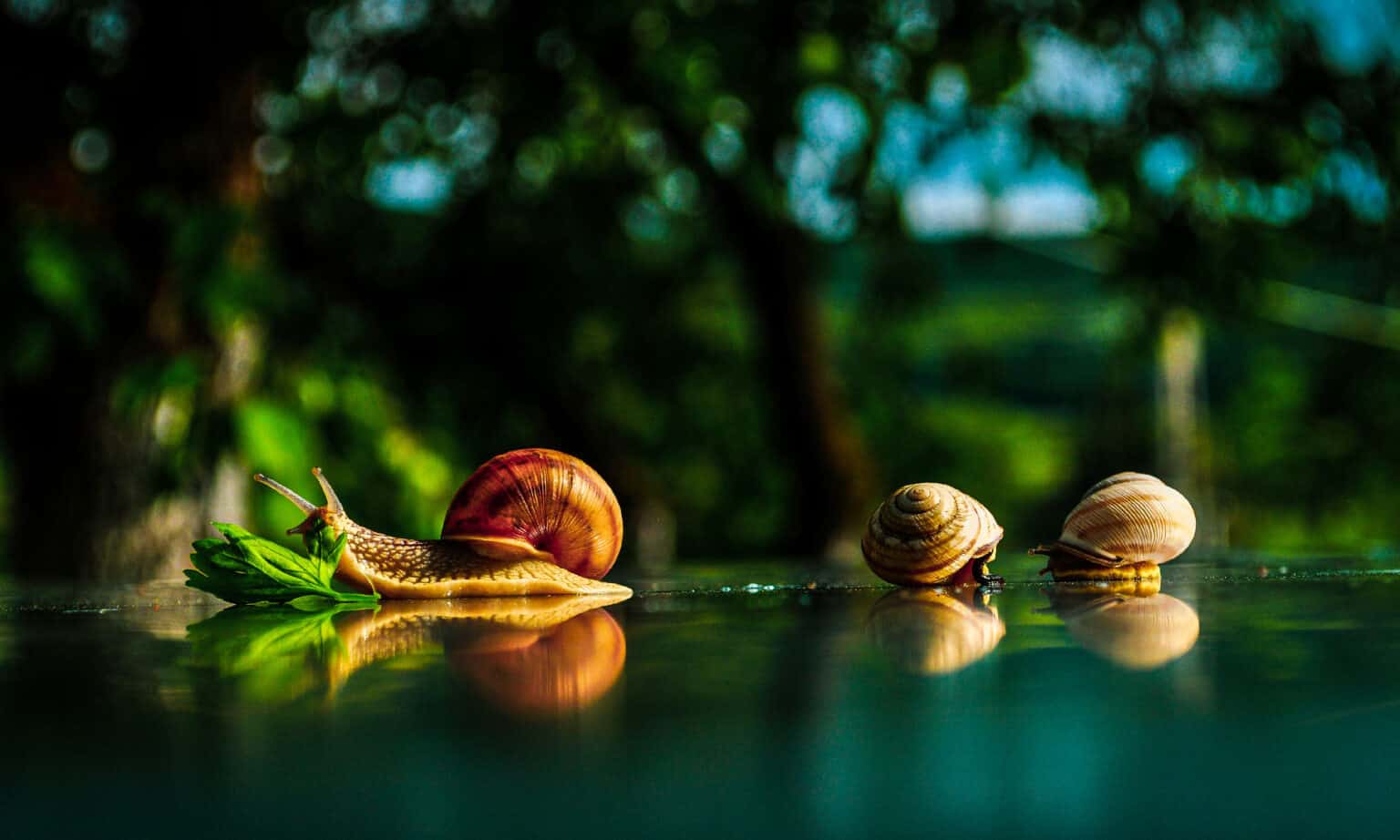 How Fast Can Snails Move? Top Speeds and How It Compares Relatively to ...