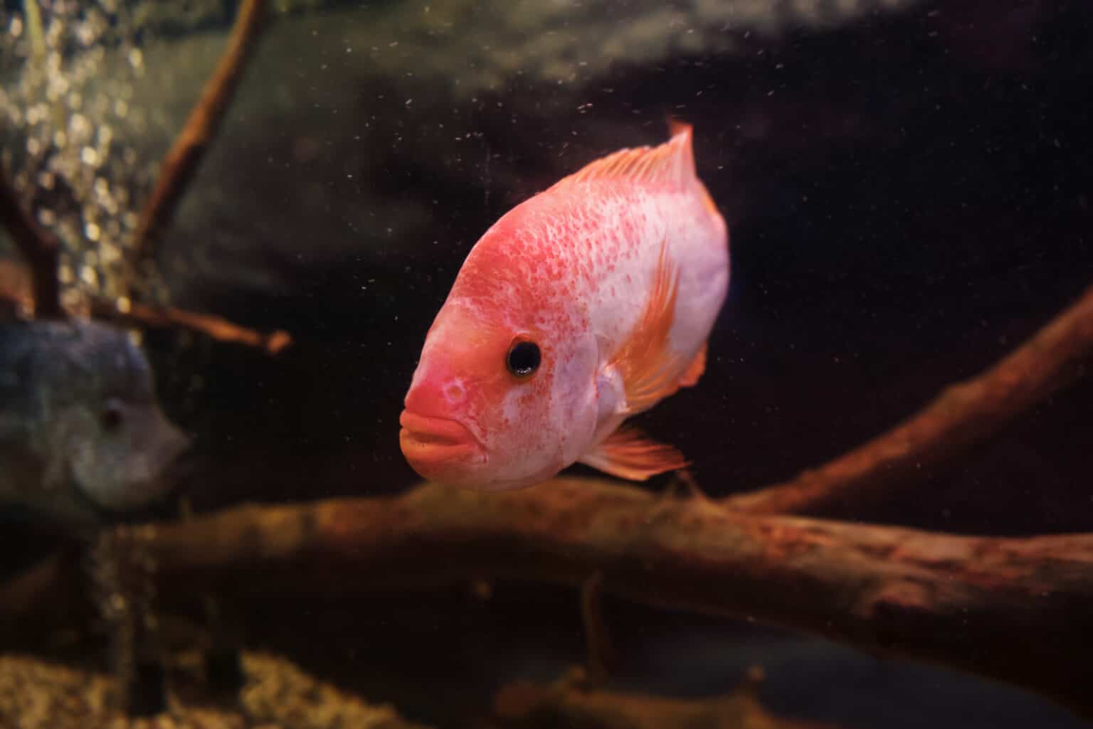 Midas Cichlid vs Red Devil - A-Z Animals