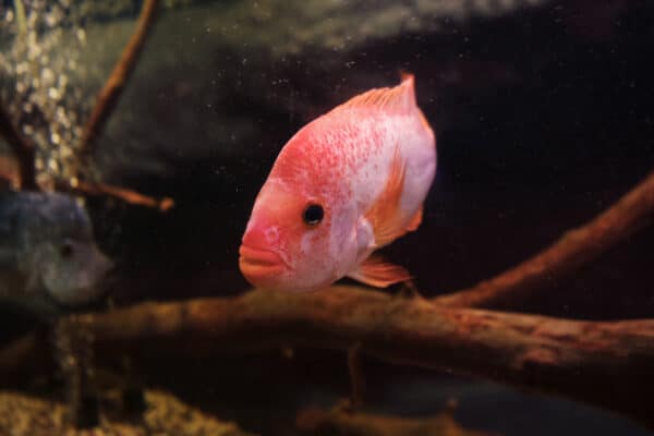 Midas Cichlid vs Red Devil - A-Z Animals