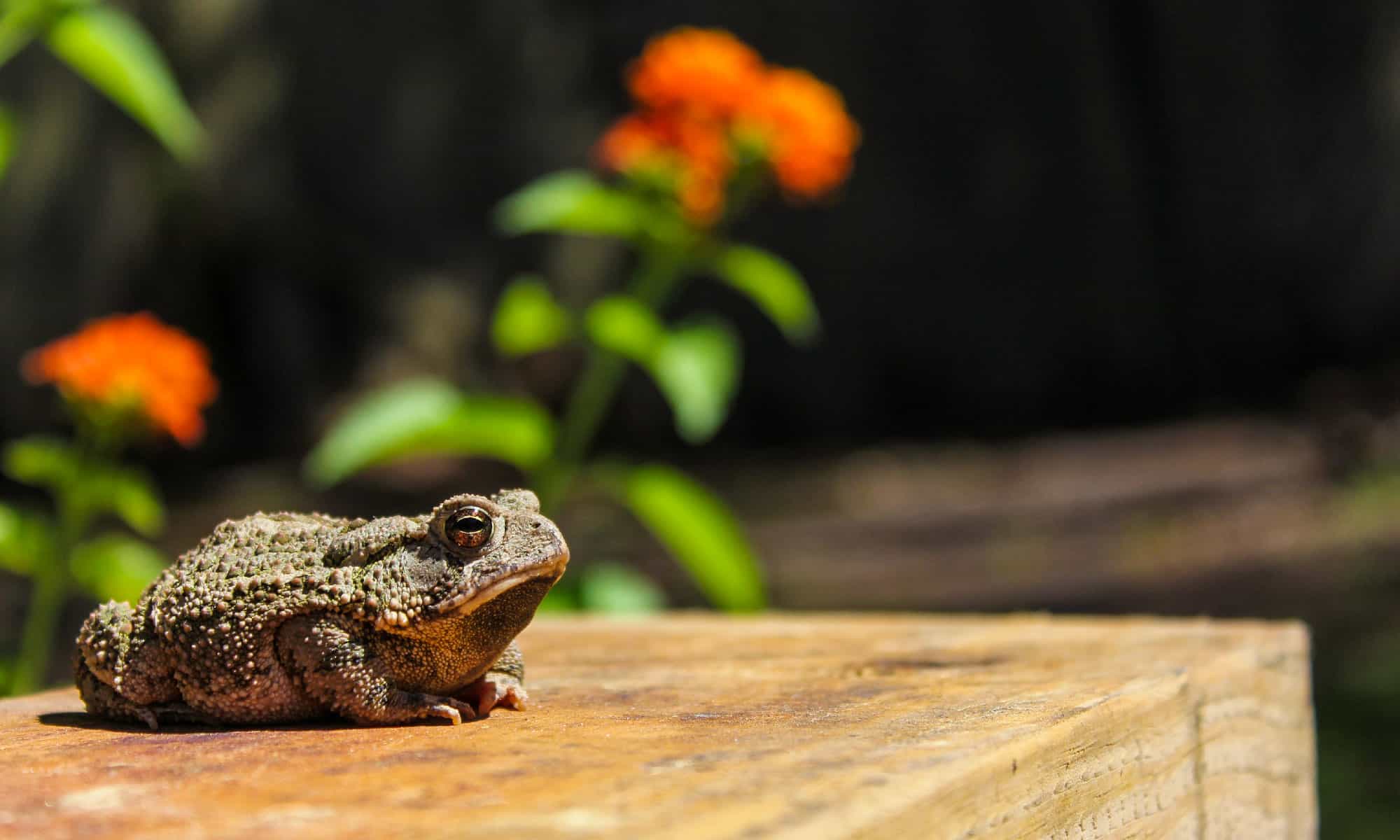 8 Poisonous Toads in Texas - A-Z Animals